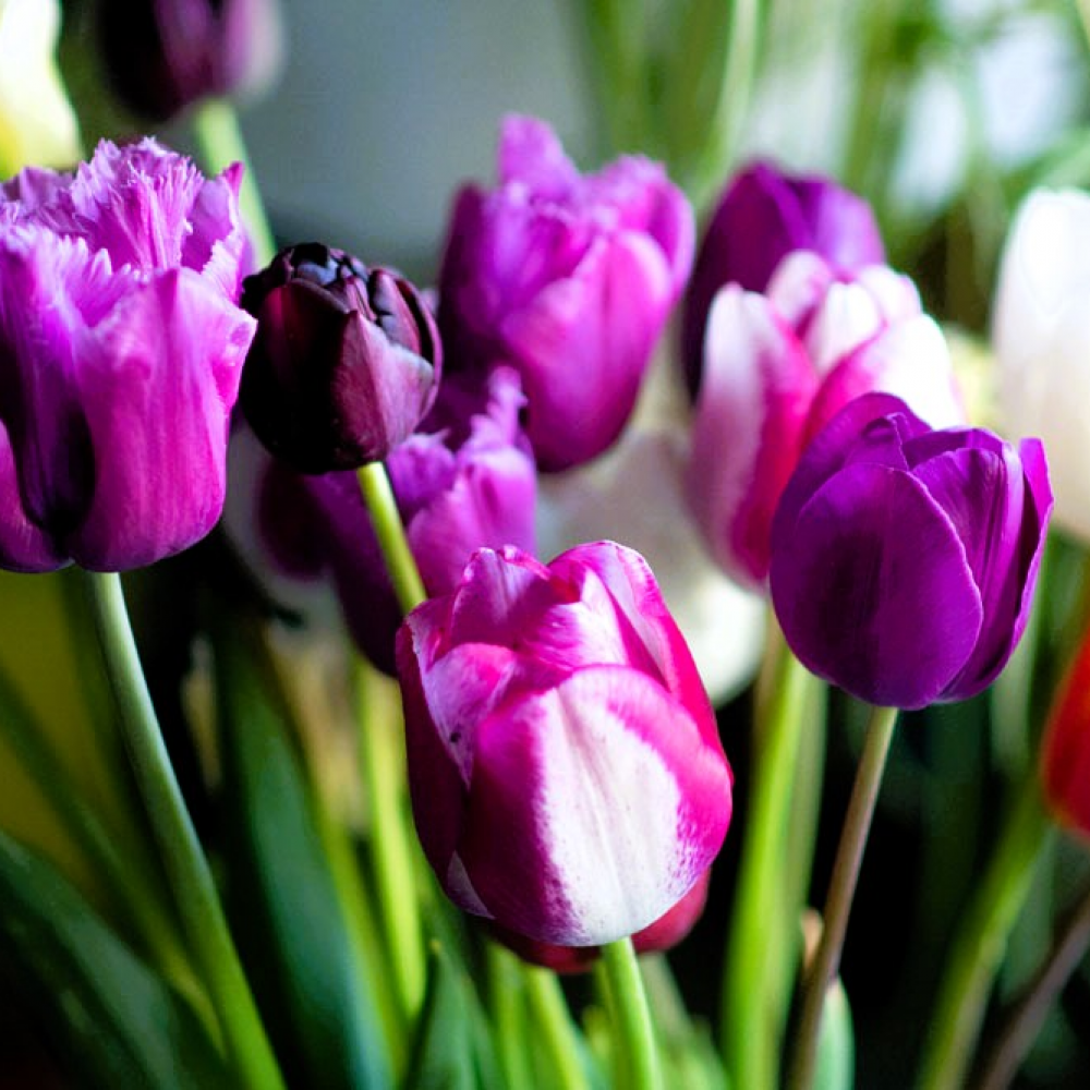 Gee Tee Bulbs | Allotment Online