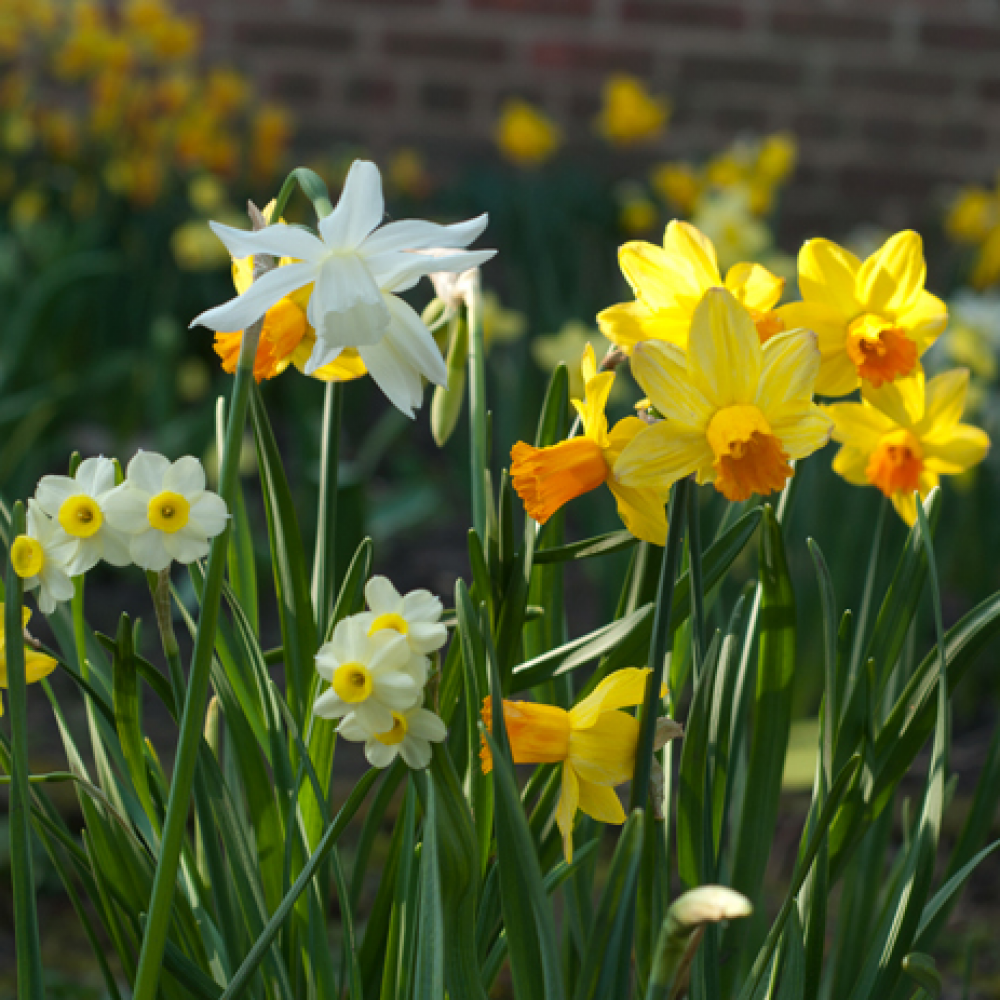 Gee Tee Bulbs | Allotment Online