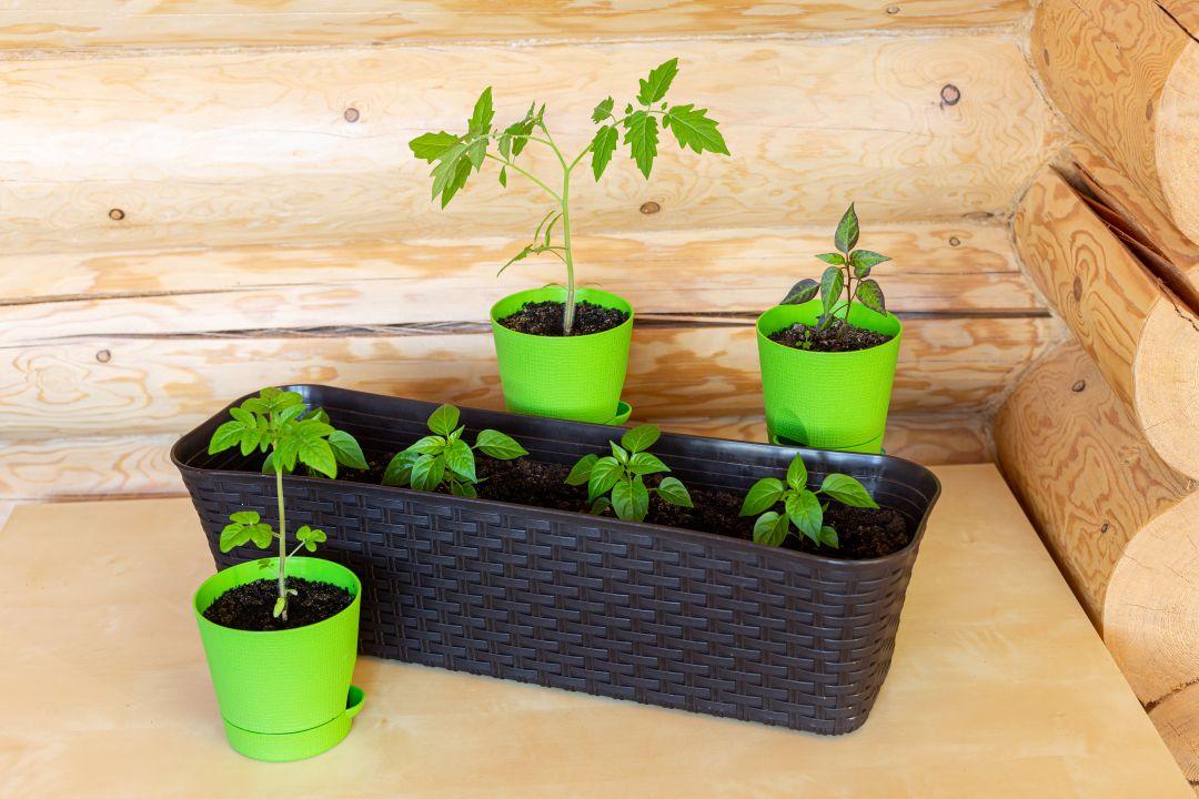 A Complete Guide on Choosing the Right Container for Growing Plants