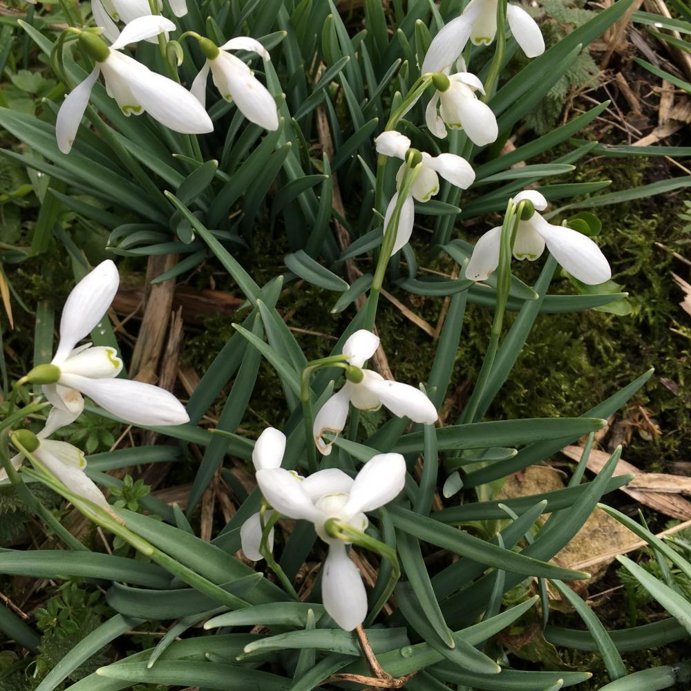 Snowdrops