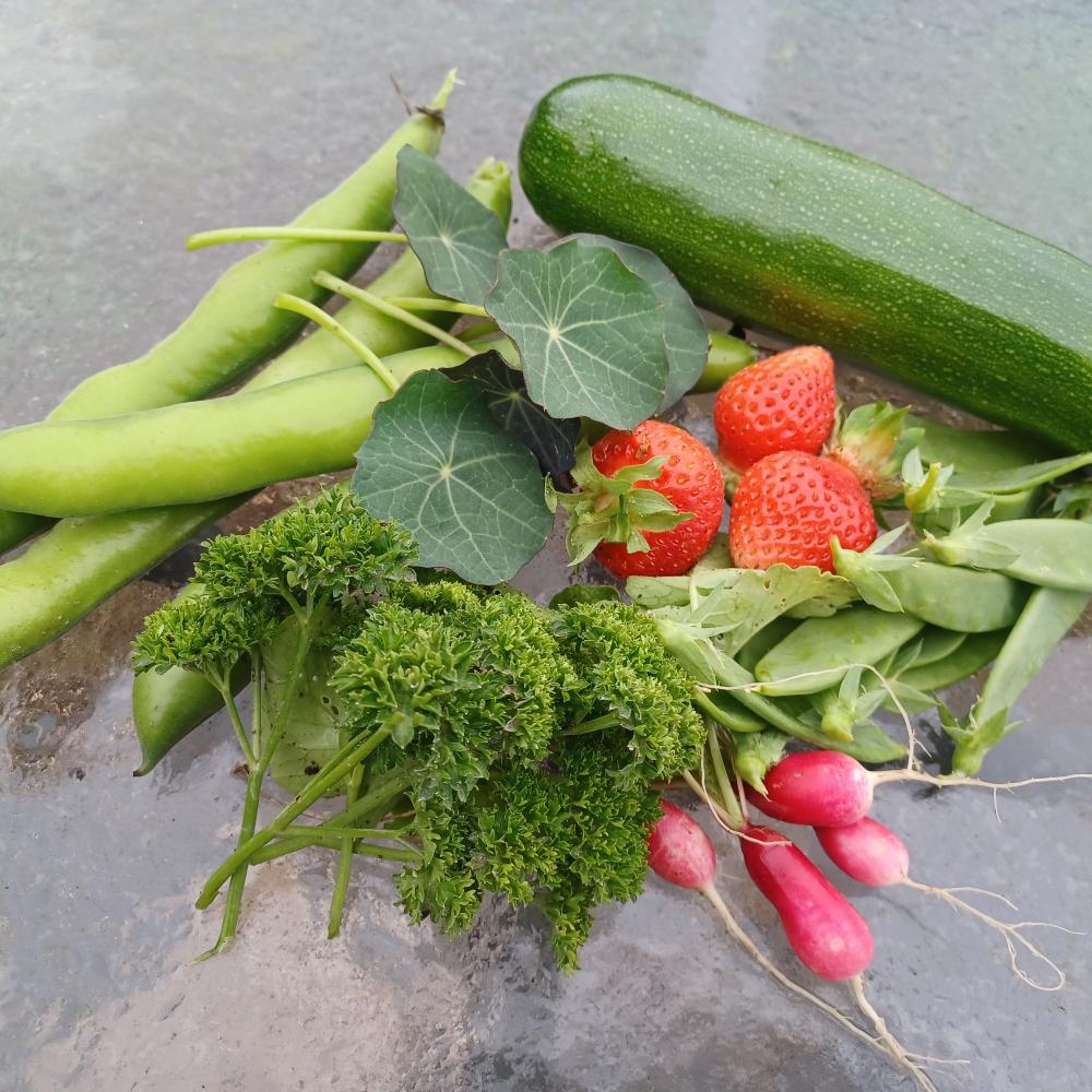 Live Blog Diaries | Your Allotment Diary where growers can post diary entries, photos, videos ...
