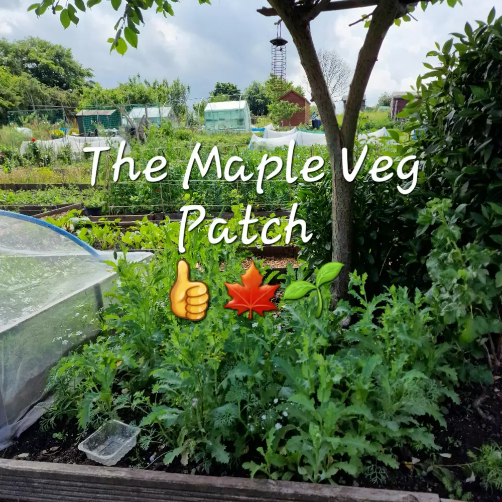 The Maple Veg Patch