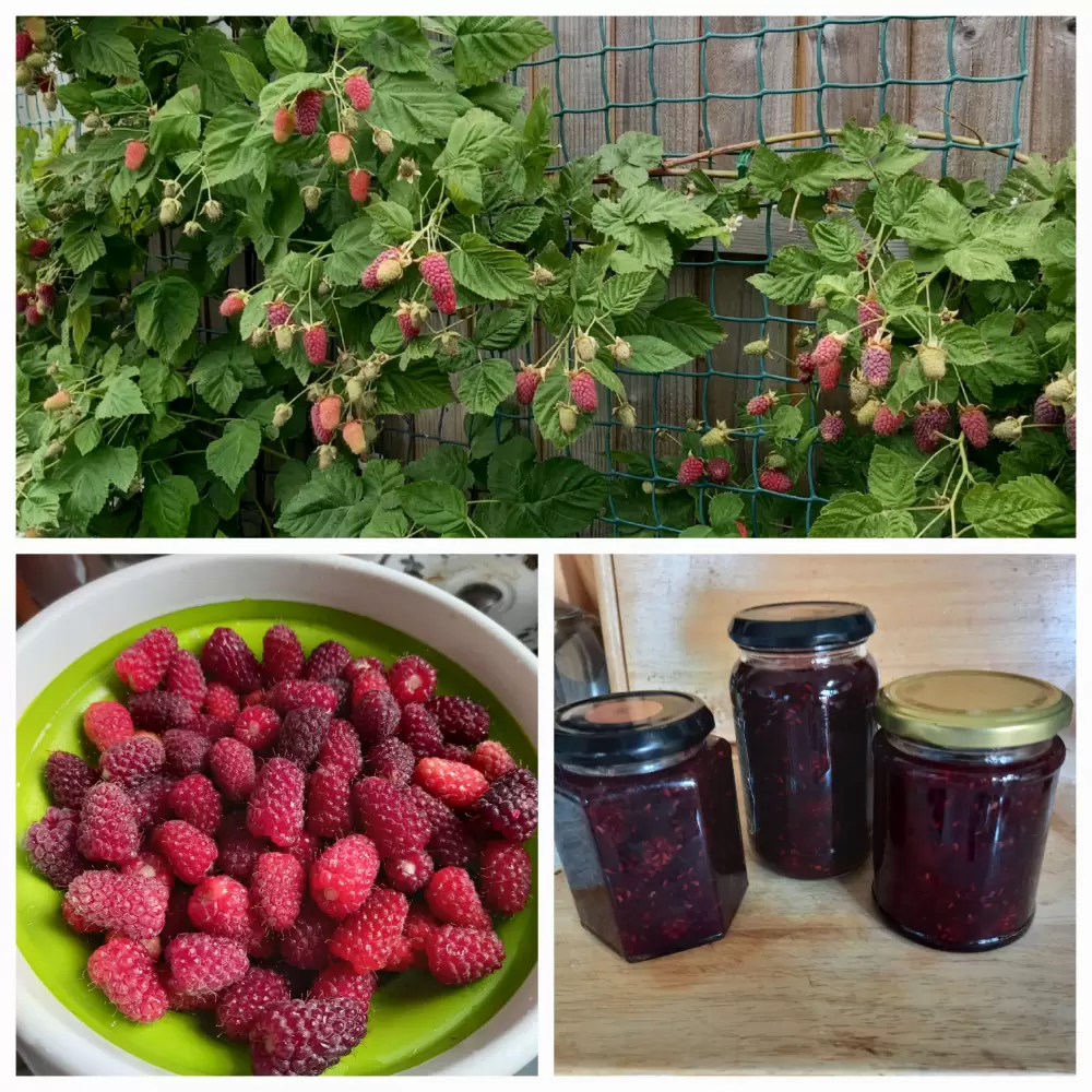Loganberry Jam