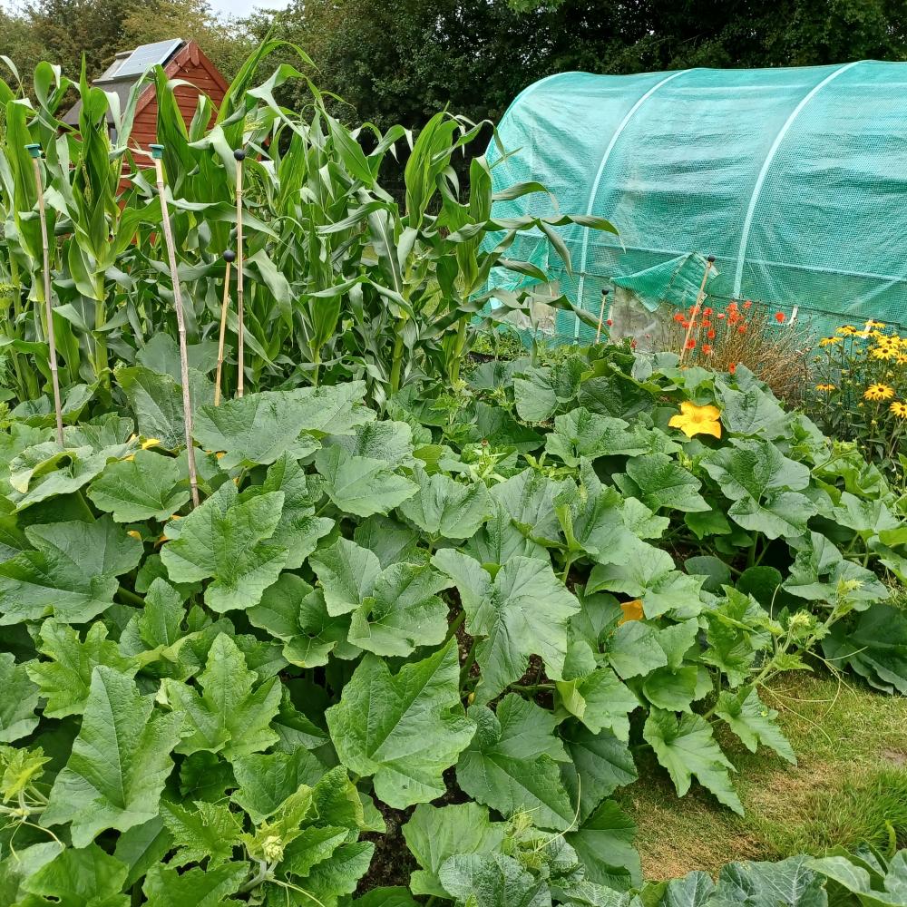 Live Blog Diaries | Your Allotment Diary where growers can post diary entries, photos, videos ...