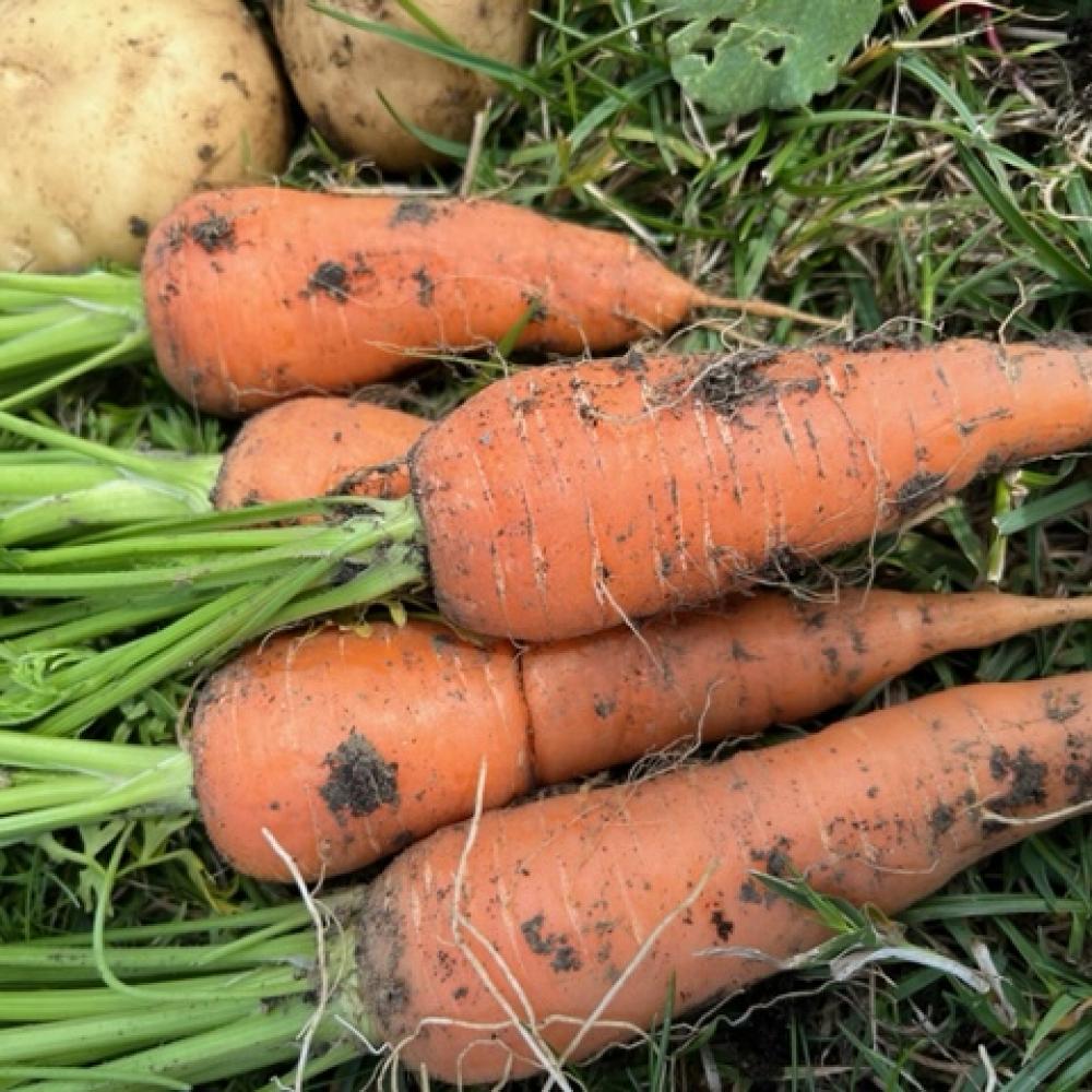 Live Blog Diaries | Your Allotment Diary where growers can post diary entries, photos, videos ...