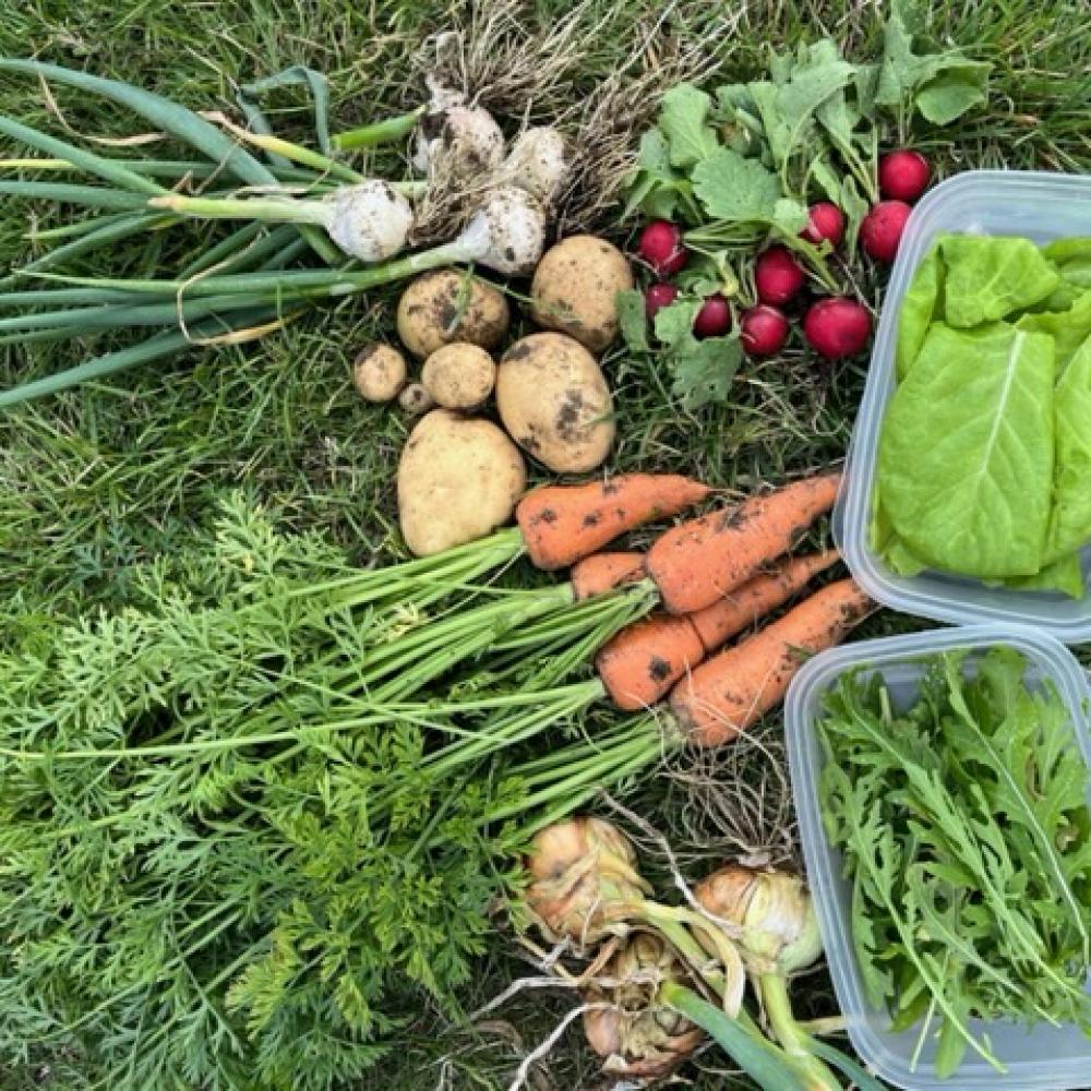 Live Blog Diaries | Your Allotment Diary where growers can post diary entries, photos, videos ...