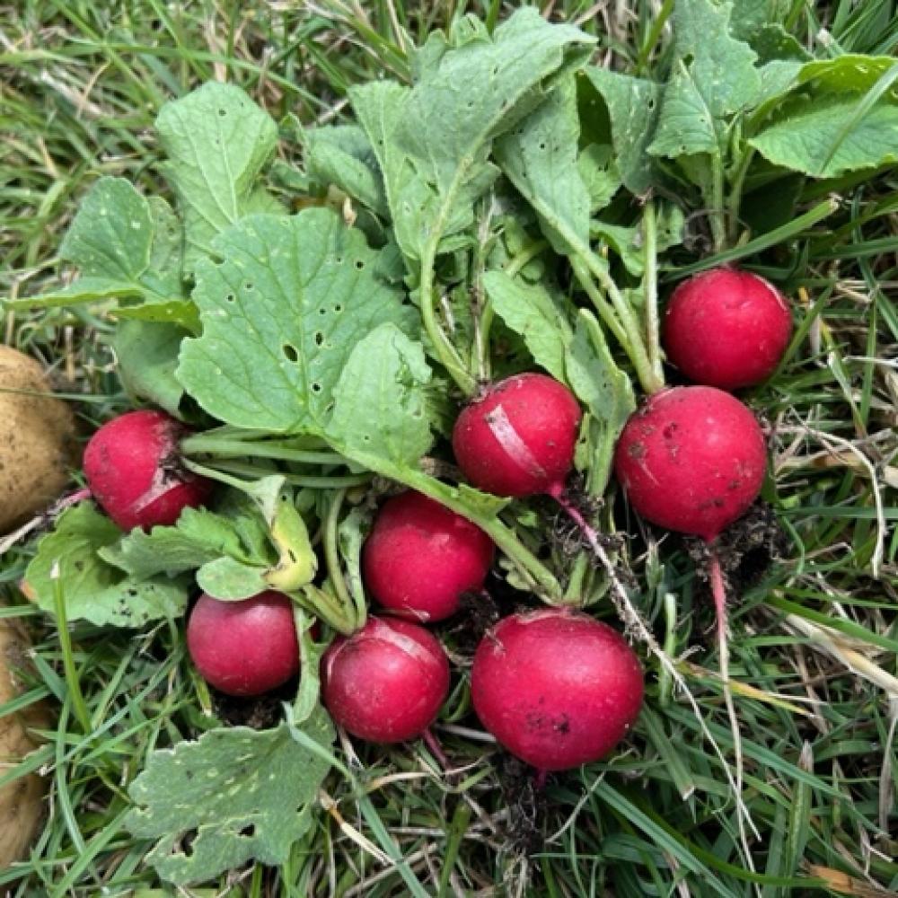 Live Blog Diaries | Your Allotment Diary where growers can post diary entries, photos, videos ...